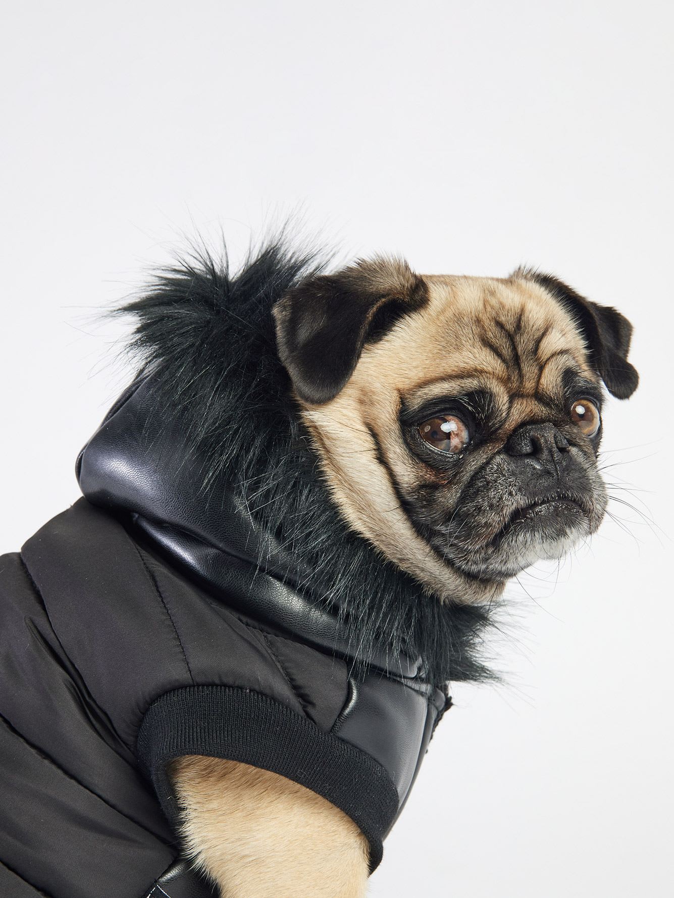 Quilted Hooded Dog Jacket with Pockets - Silver Paws | Penningtons